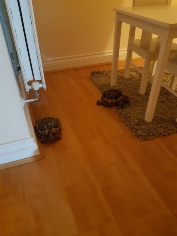 Shell-shocked tortoises rescued from fire after owners alerted by smoke ...